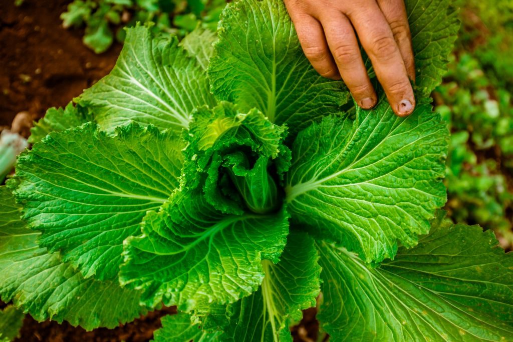 Simba Farm Lodge – Simba Farm is a working farm and lodge situated on ...