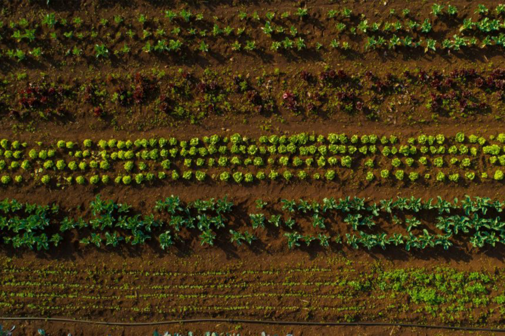 Simba Farm Lodge – Simba Farm is a working farm and lodge situated on ...