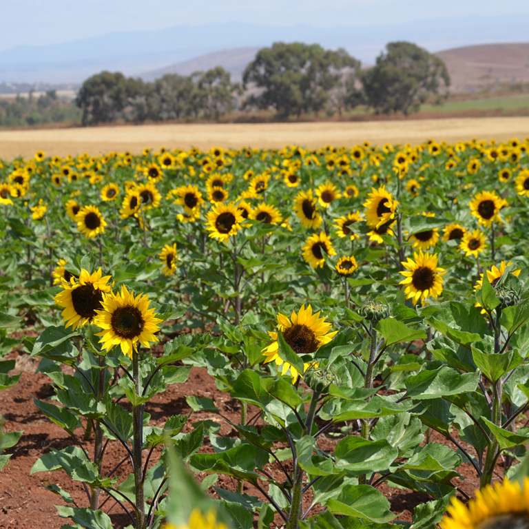 Simba Farm Lodge - Simba Farm is a working farm and lodge situated on ...