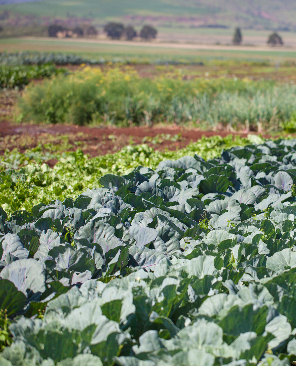 Our Farm - Simba Farm Lodge